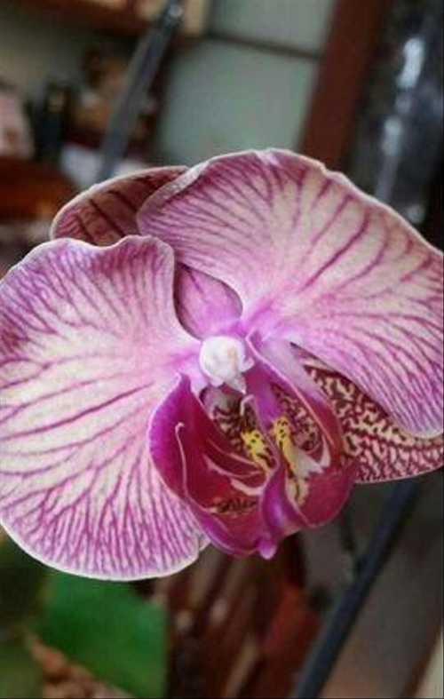 Орхидея фаленопсис сортовая отцвела