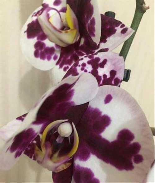 Орхидея фаленопсис Тестовый гибрид 1 цветонос высо