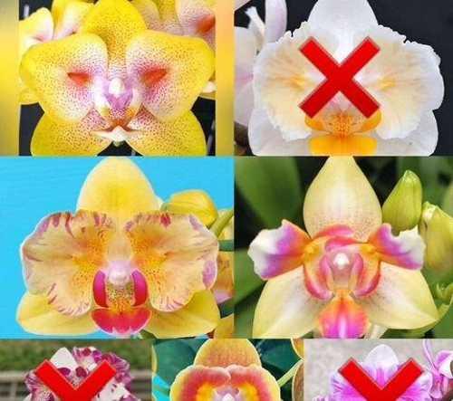 Орхидеи Фаленопсис сортовые подростки