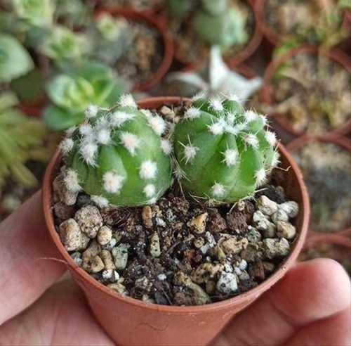 Эхинопсис (Echinopsis Subdenudatа)
