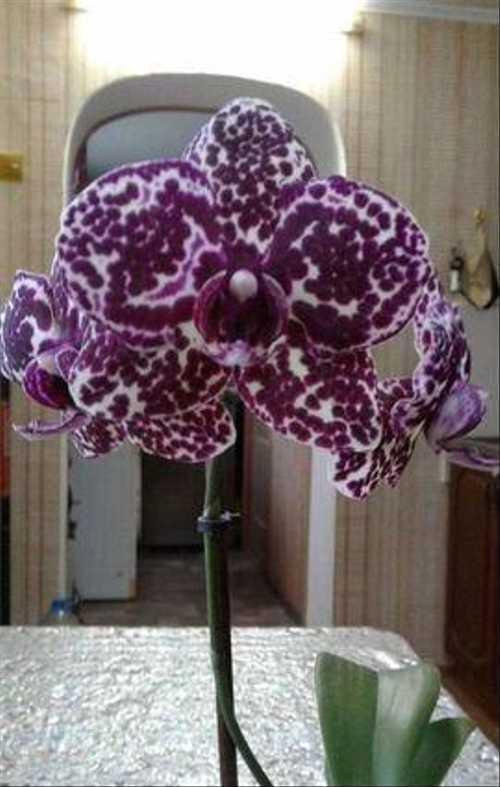 Орхидея фаленопсис Wild cat