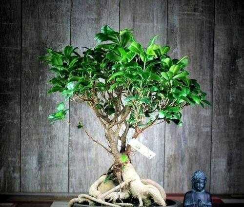 Фикус гинсенг 23/60 (Ficus Ginseng Keramieke Pot)