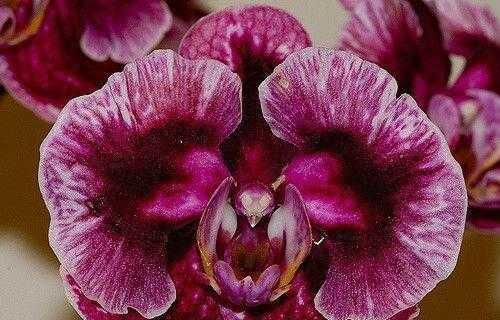 Орхидея фаленопсис Ever-spring King x(Potzu Beauty