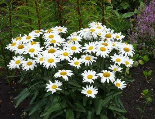 Ромашка садовая (невянник)