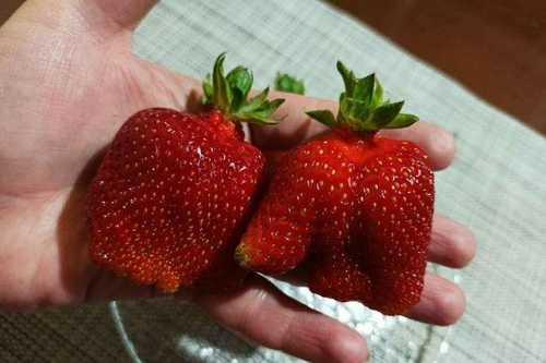 Клубника рассада