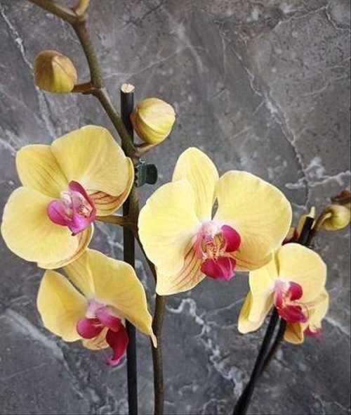 Орхидея фаленопсис Solid Gold желтая