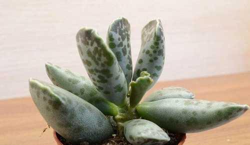 Adromischus cooperi (Адромискус купера) (SCT27944)