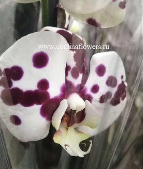 Орхидея Фаленопсис Пинк