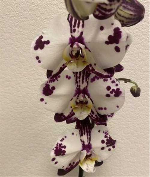 Орхидея Далматиан
