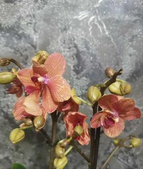 Орхидея фаленопсис sanset love
