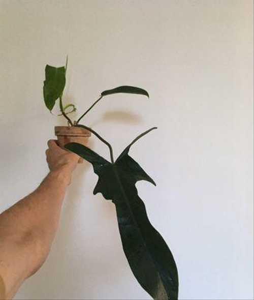 Philodendron panduriforme