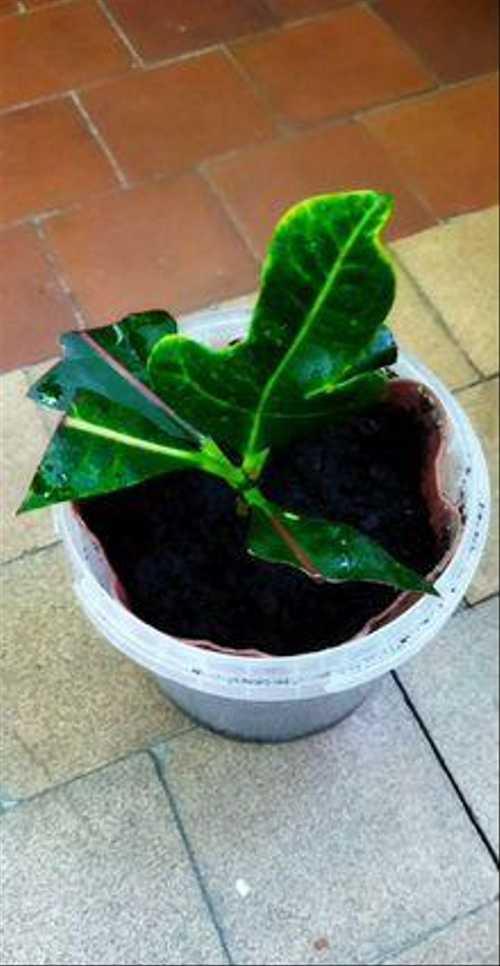 Кротон(Croton) или Кодиум (Codiaeum)