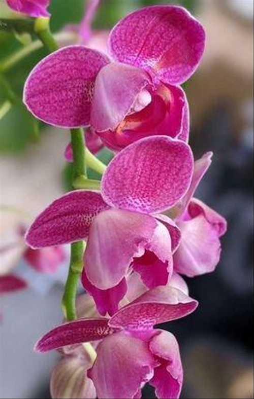 Орхидея пелор