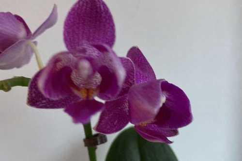Орхидея пелорик lianher happy star. Азия