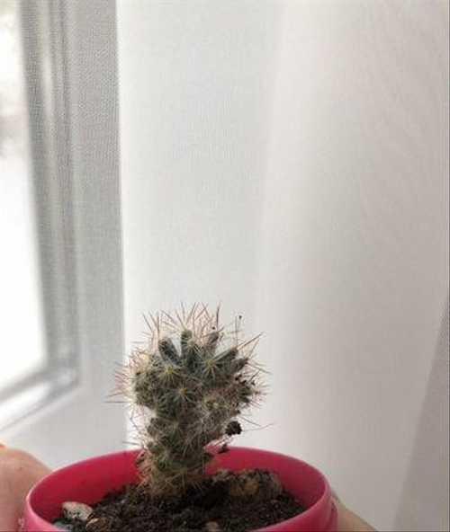 Маленький кактус