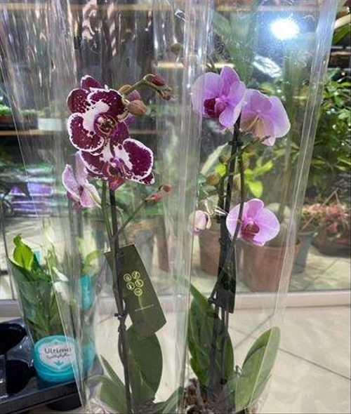 Орхидея фаленопсис отцветшие и переоценка