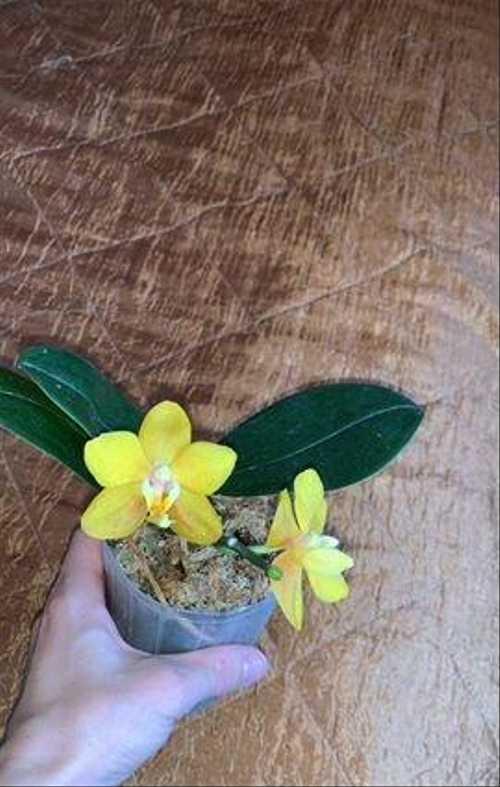 Орхидея фаленопсис Mainshow Bell арома