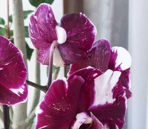 Орхидея фаленопсис Каменная роза