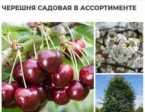 Абрикос Черешня Вишня Слива деревья