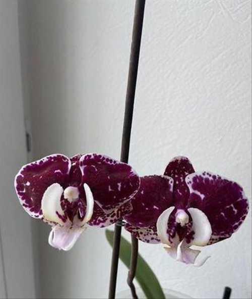 Орхидея фаленопсис подросток