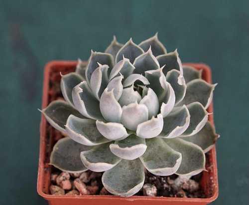 Echeveria simulans