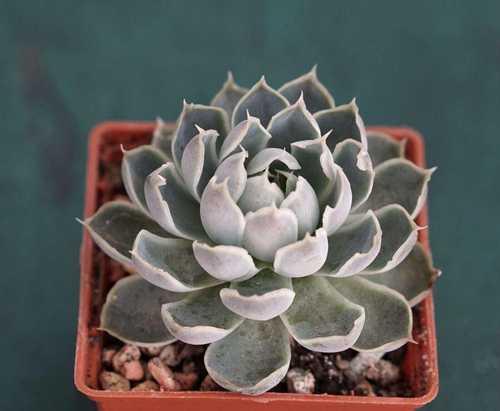 Echeveria simulans