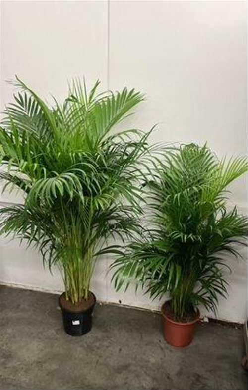 Комнатные цветы пальма Арека Хризалидокарпус 150см