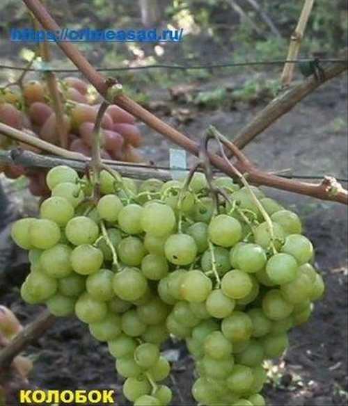 Виноград колобок саженцы