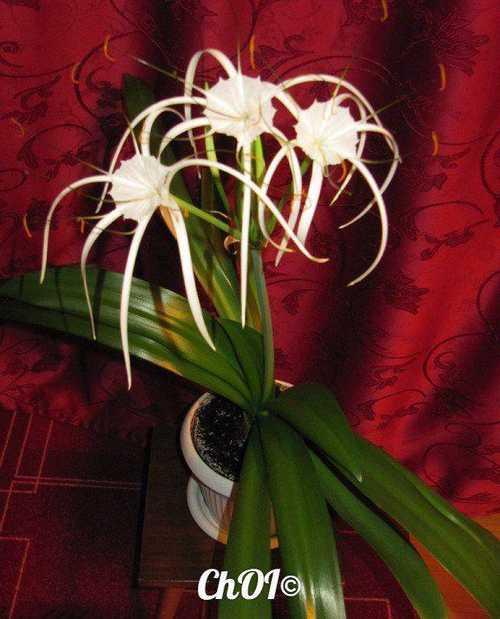 Гименокаллис, Зефирантес белый