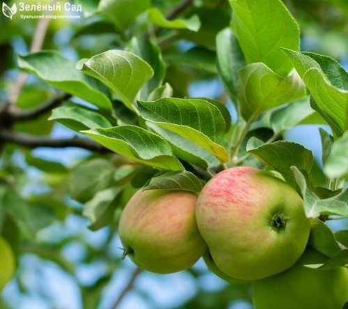 Сорт Яблонь Осеннее низкорослое 2х лет