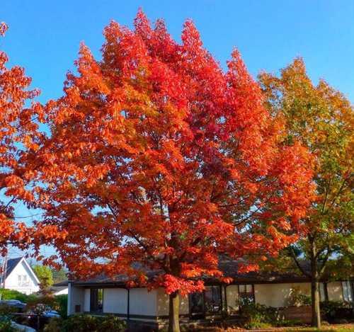 Дуб краснолистный саженцы