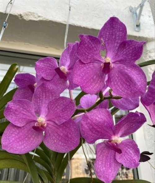 Орхидея Vanda Ванда
