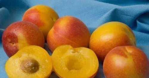 Шарафуга Белла гибрид сливы, персика, абрикоса