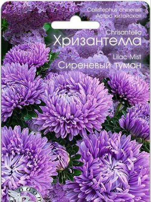 Астра рассада