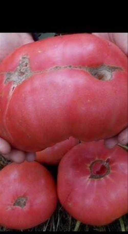 Семена СССР помидор и огурцов старинных сортов