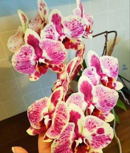 Домашняя орхидея Exotic Punch