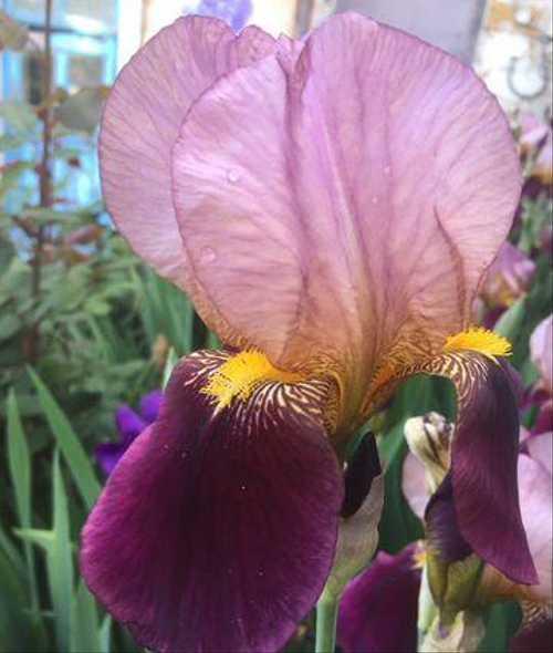 Двухцветные Ирисы, луковицы Нарциссов