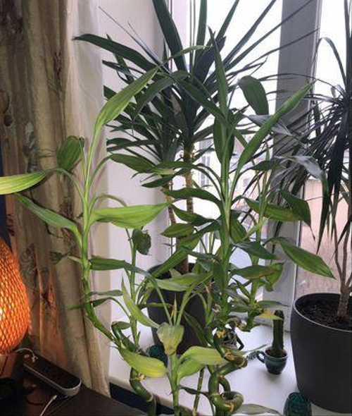Растение IKEA dracaena драцена + горшок, 85 см