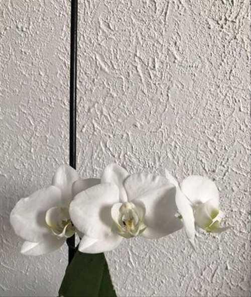 Орхидея фаленопсис не цветущая