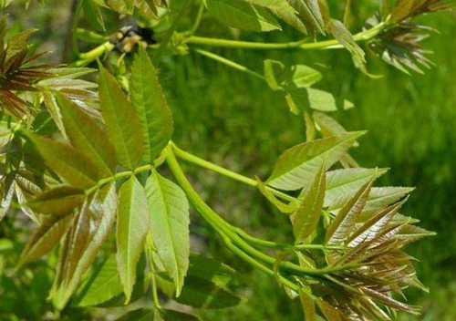 Саженцы Ясень обыкновенный