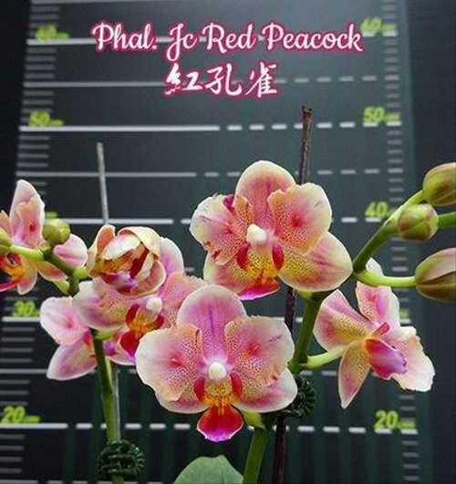 Орхидея Phal. Jc Red Peacock B32 в наличии