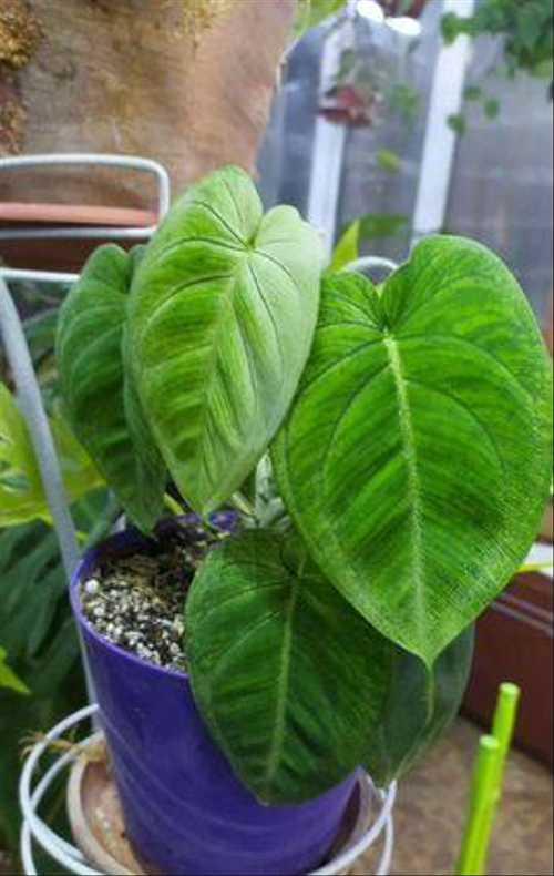 Сингониум Macrophyllum frosted heart или Сингониум