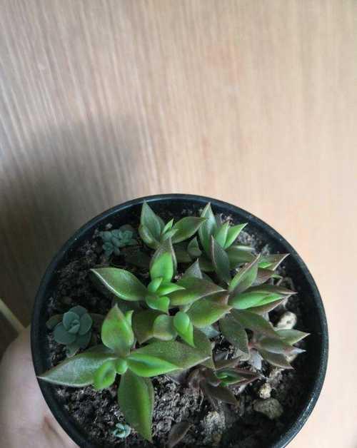 Суккуленты, кактус, каланхоэ