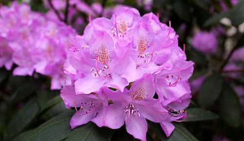 Рододендрон Roseum