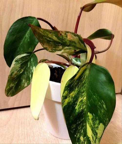 Филодендрон Emerald Red variegata