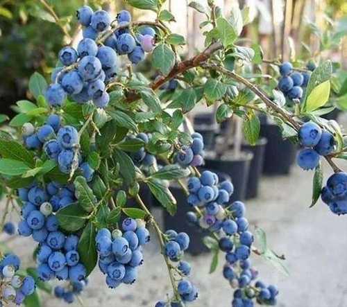 Саженцы голубики зкс: Дюк, блу кроп, патриот и др