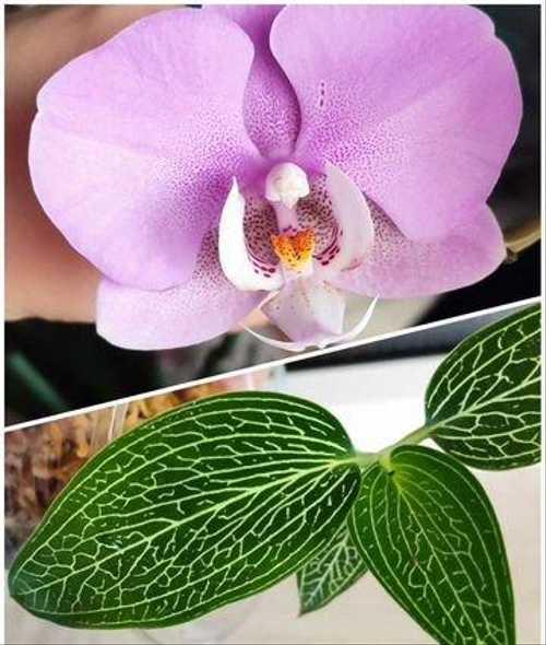 Орхидеи: Фаленопсис, драгоценная, Дендробиумы