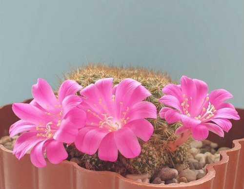 Кактус Rebutia violaciflora №95