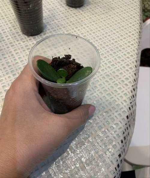 Крассула - Денежное дерево - Crassula ovata
