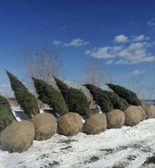 Сосны и ель обыкновенная оптом с зкс